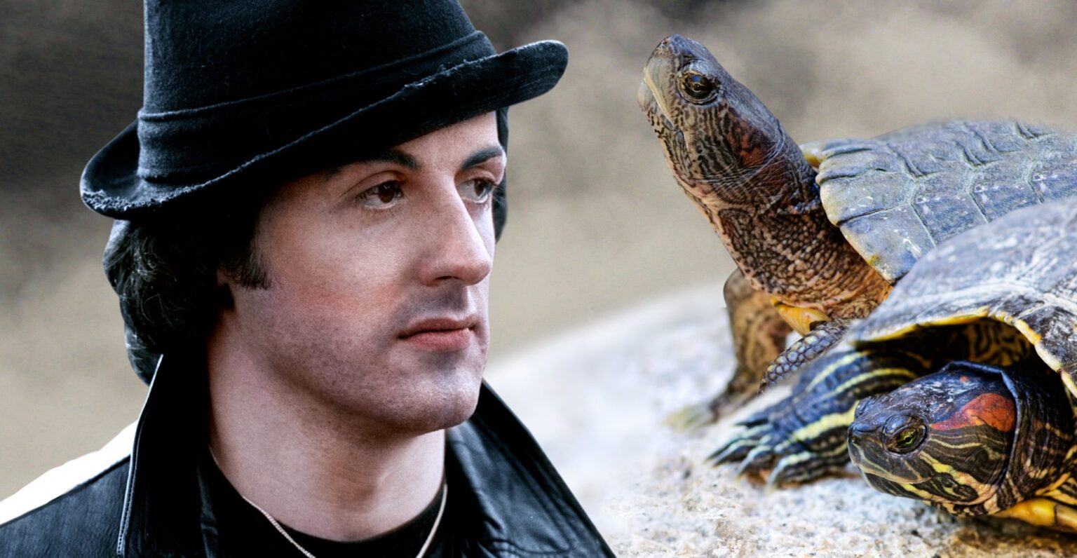 Are The Turtles band still alive? – Famuse : #1 Models, Actors ...