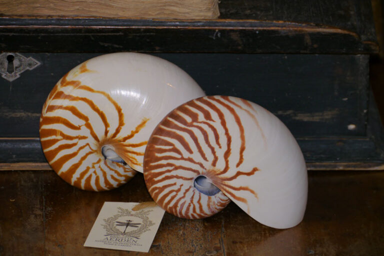 Are nautilus shells illegal? – Famuse : #1 Models, Actors, Agencies ...