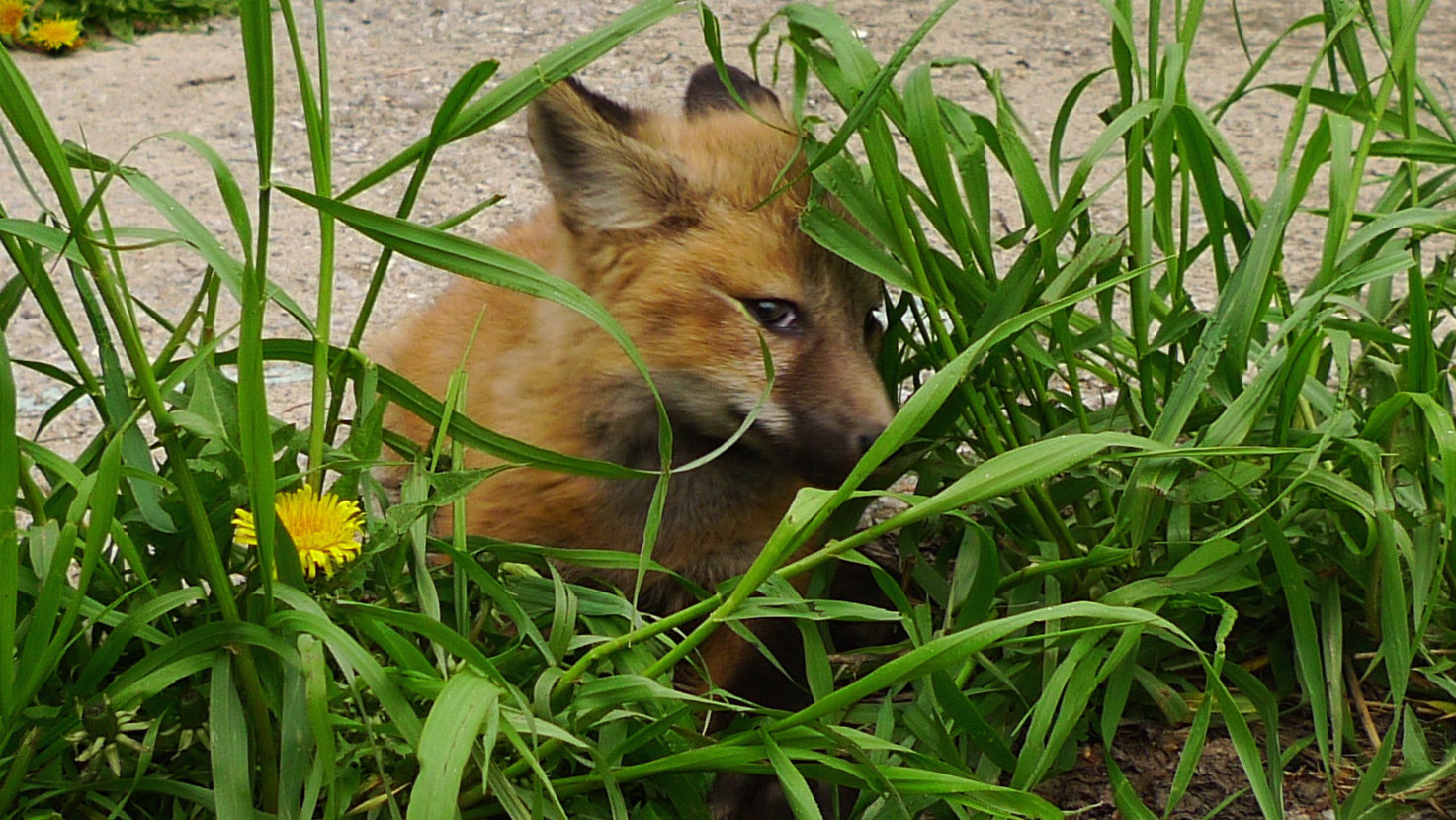 How do you MAIN a fox? – Famuse : #1 Models, Actors, Agencies ...