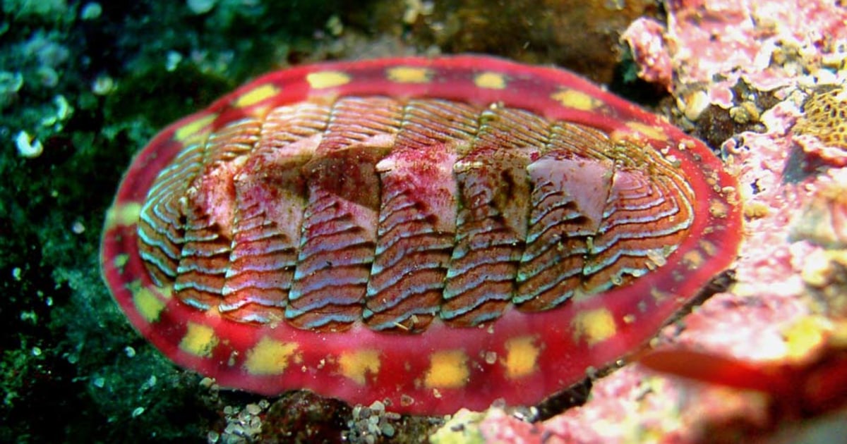 What are chiton eyes made of? – Famuse : #1 Models, Actors, Agencies ...