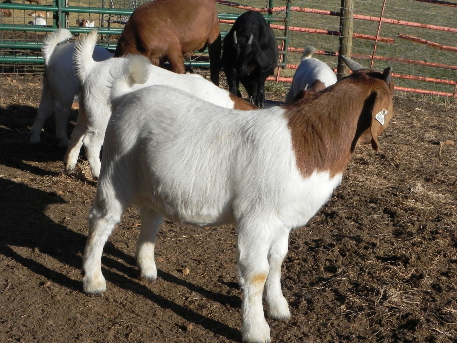 What s A Buckling Goat What s A Buckling Goat
