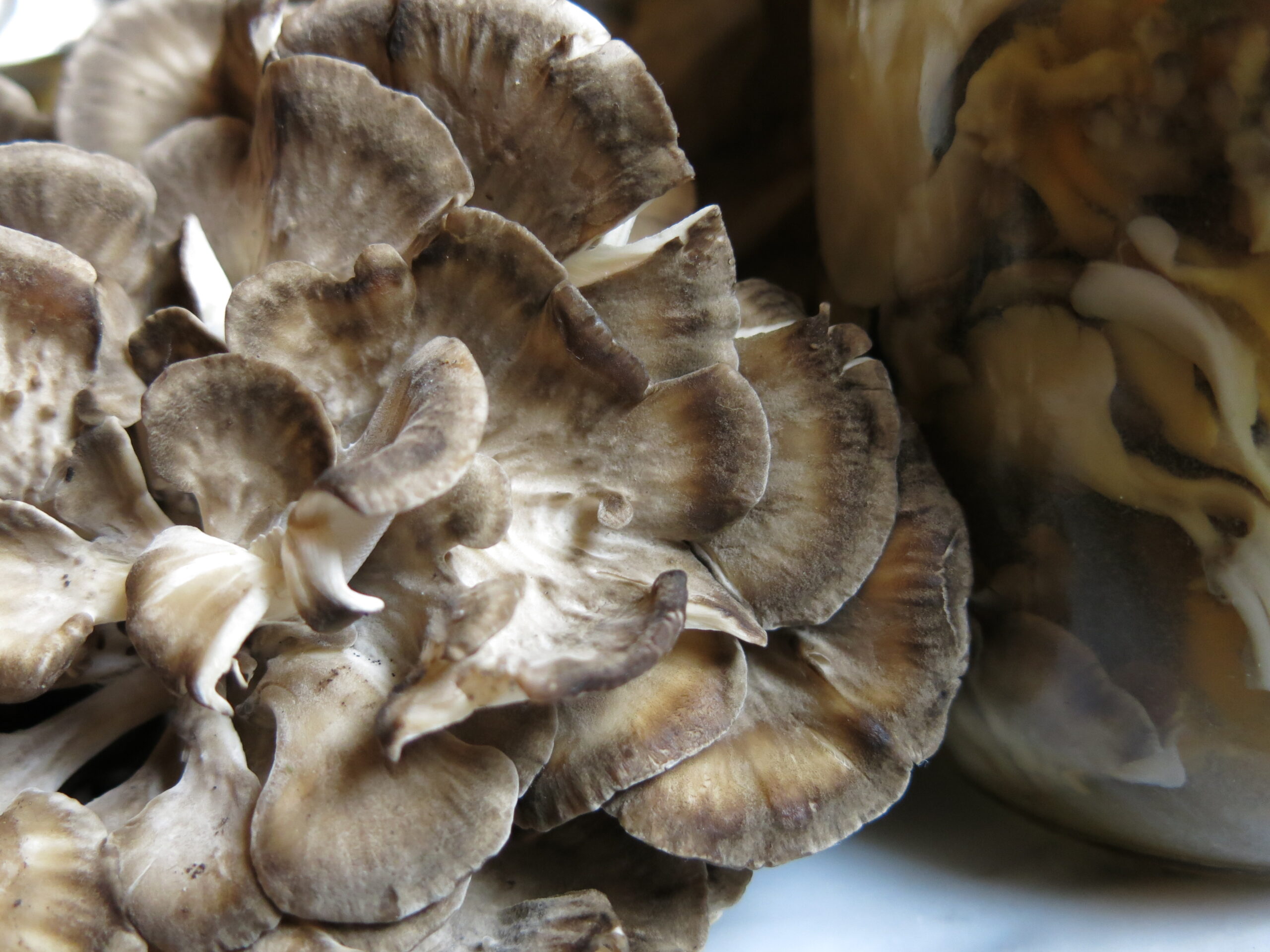 Who is the chick in mushroom head?