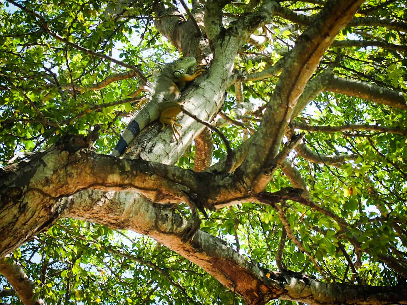 Why is it called Hangman’s tree? – Famuse : #1 Models, Actors, Agencies ...